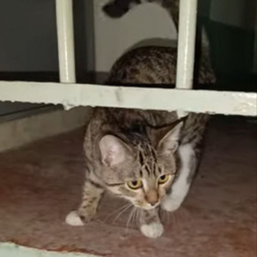 Потеряшка котик