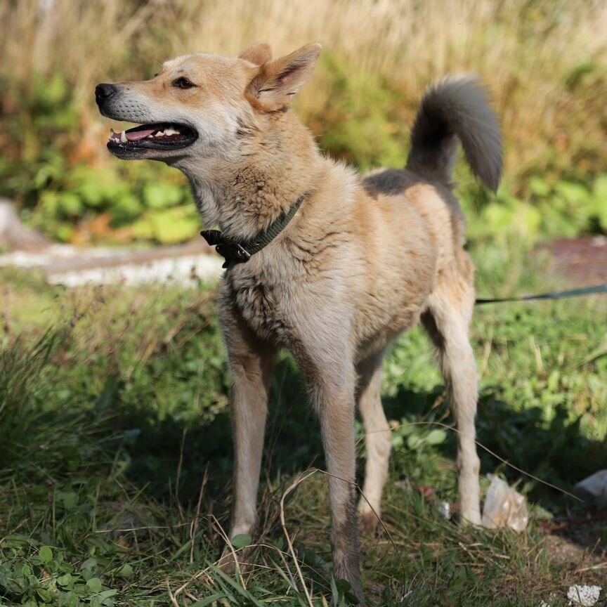 Собака в добрые руки отдам бесплатно