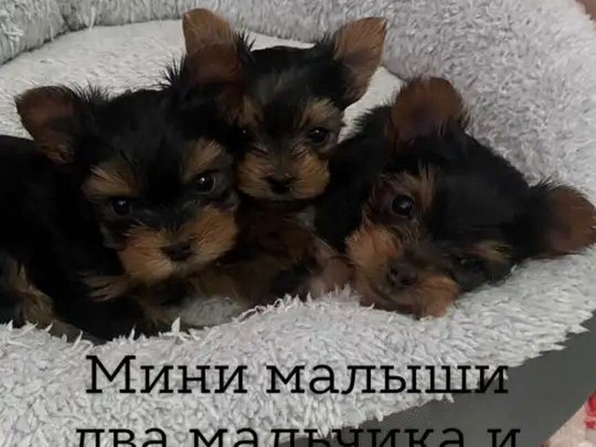 Йоркширский терьер