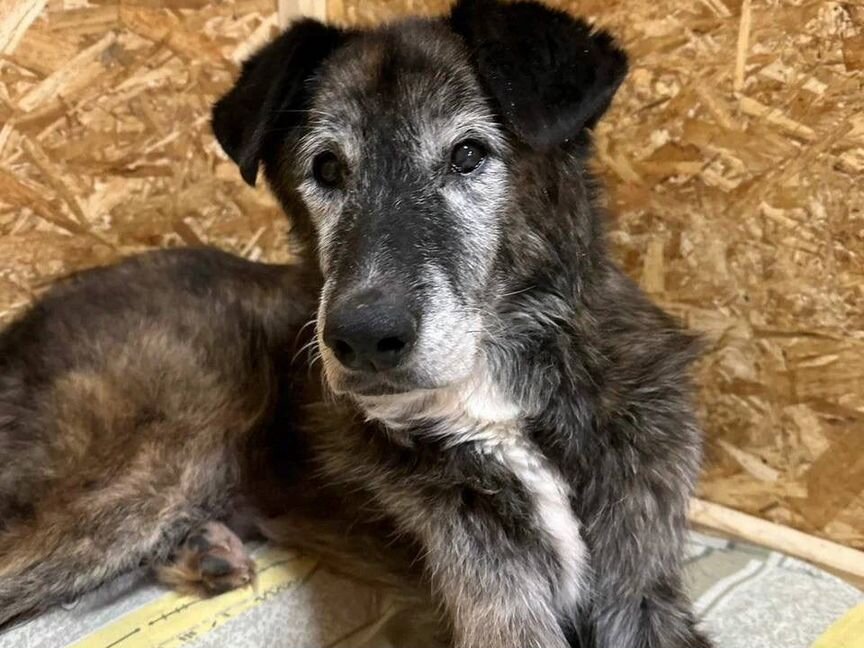 Старичок из приюта ищет дом