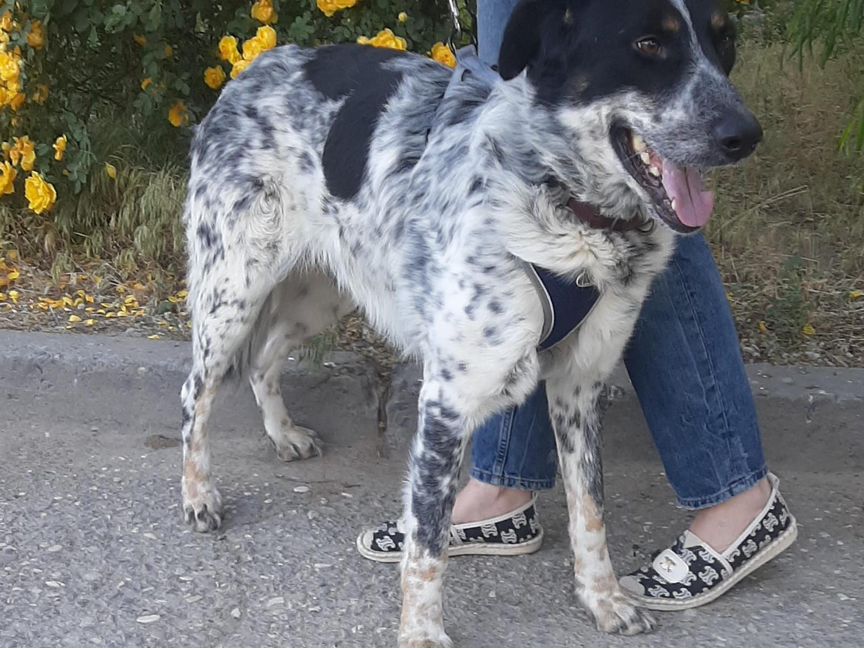 Собака в добрые руки