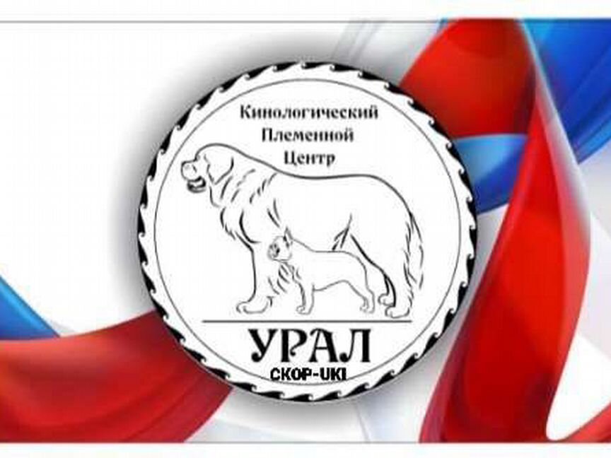 Клуб собак в г. Челябинске