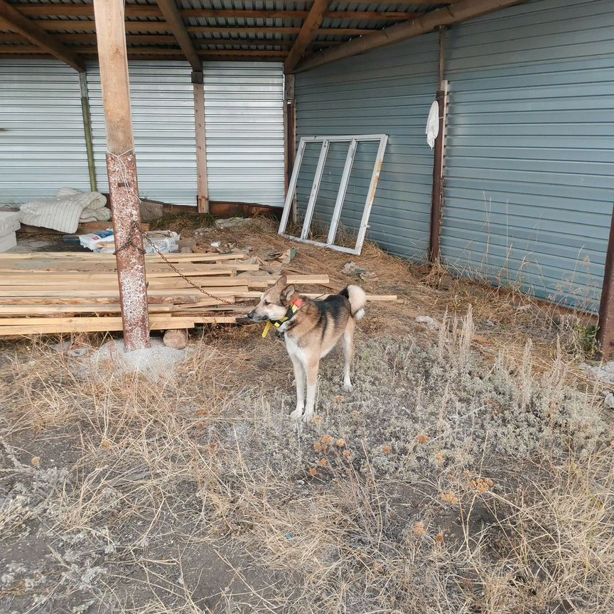 Рабочий кобель зсл