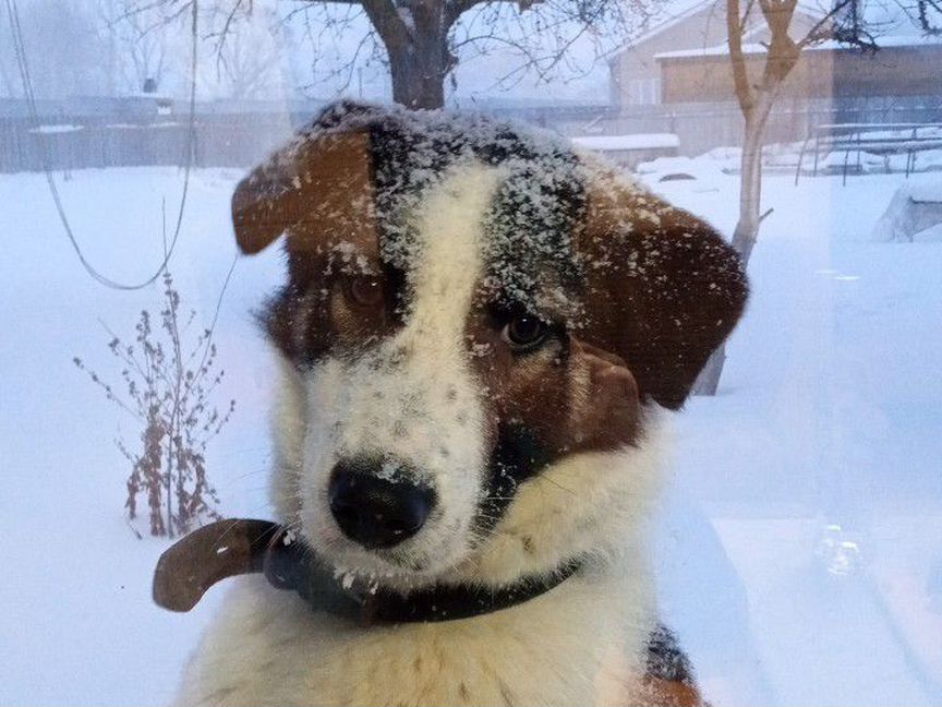 Собака Филя