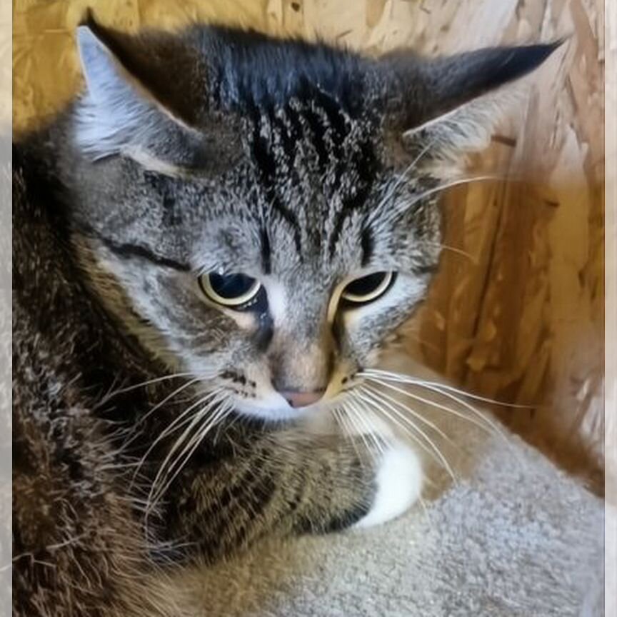 Взрослая, кошка в добрые руки