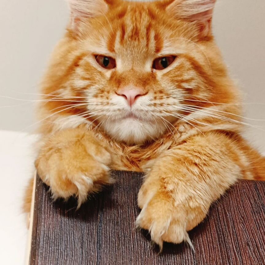 Мейн-кун вязка