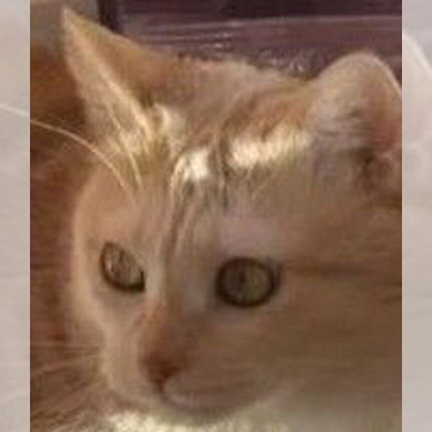 Японский бобтейл короткошёрстный котёнок