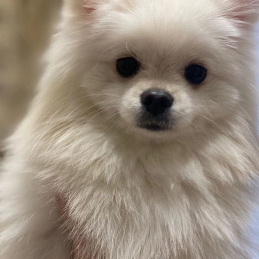 Померанский шпиц