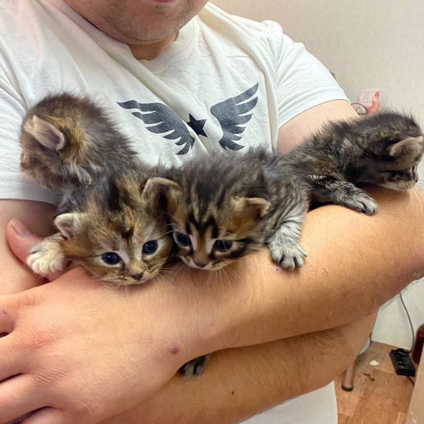 Сиамский котёнок