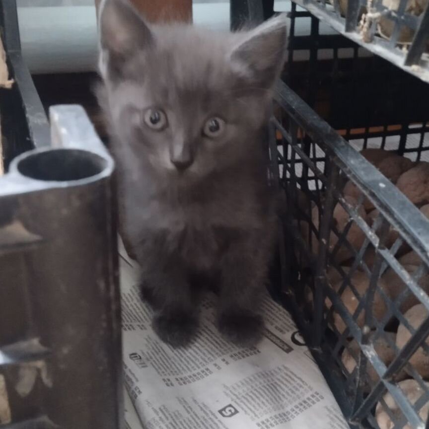 Котёнок в добрые руки