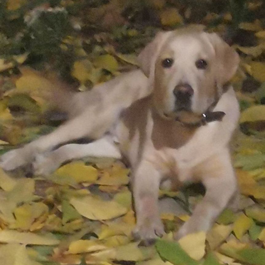 Лабрадор-ретривер, щенок