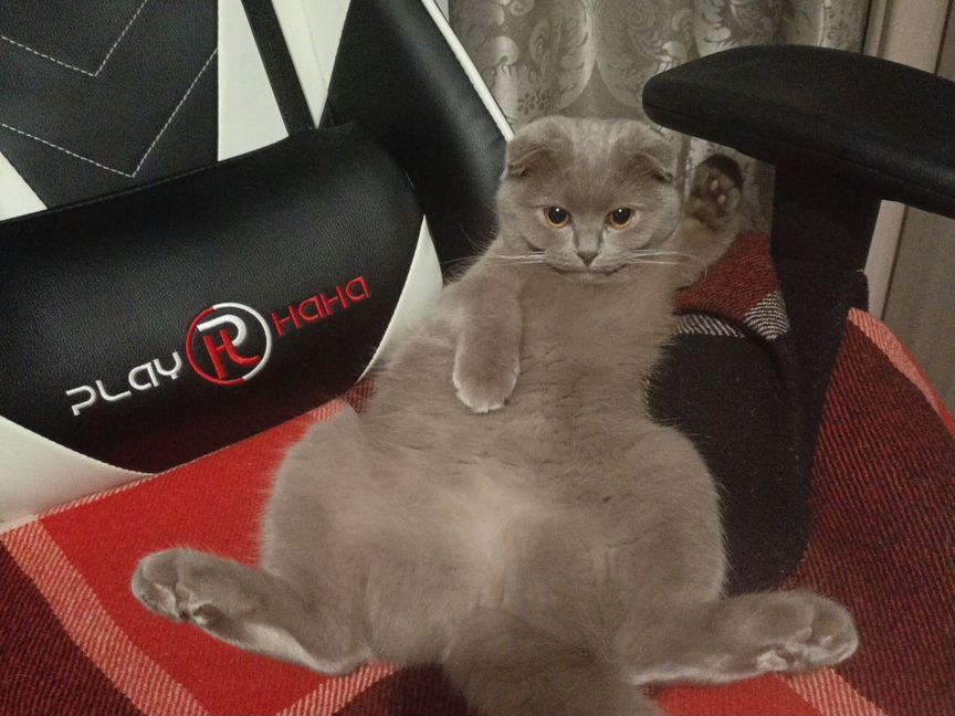 Вязка Шотландская вислоухая кошка