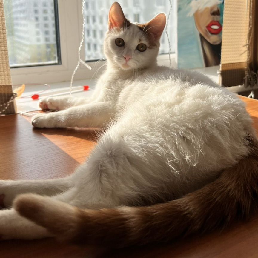 Взрослая кошка, вязка