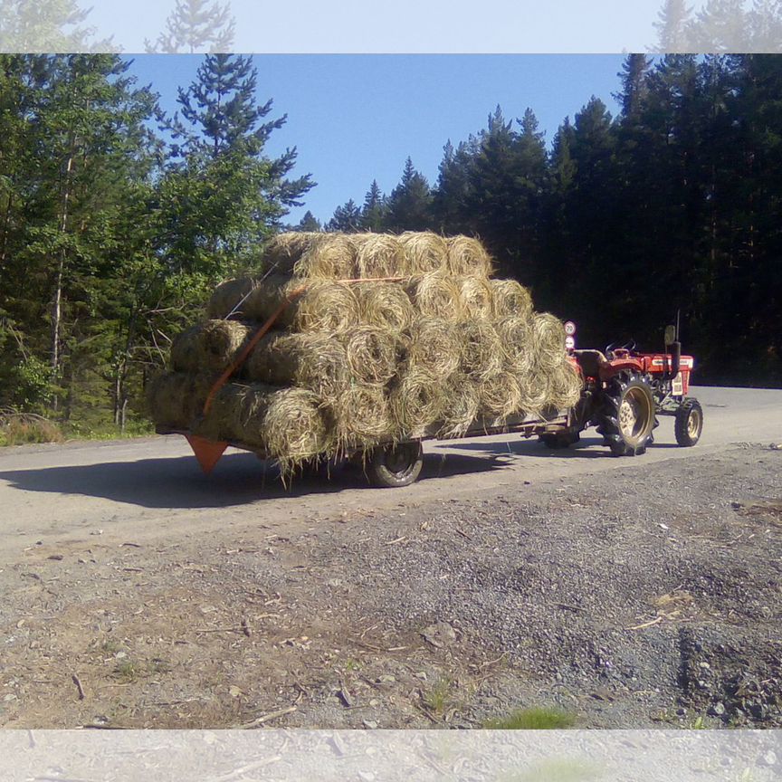 Сено для кроликов