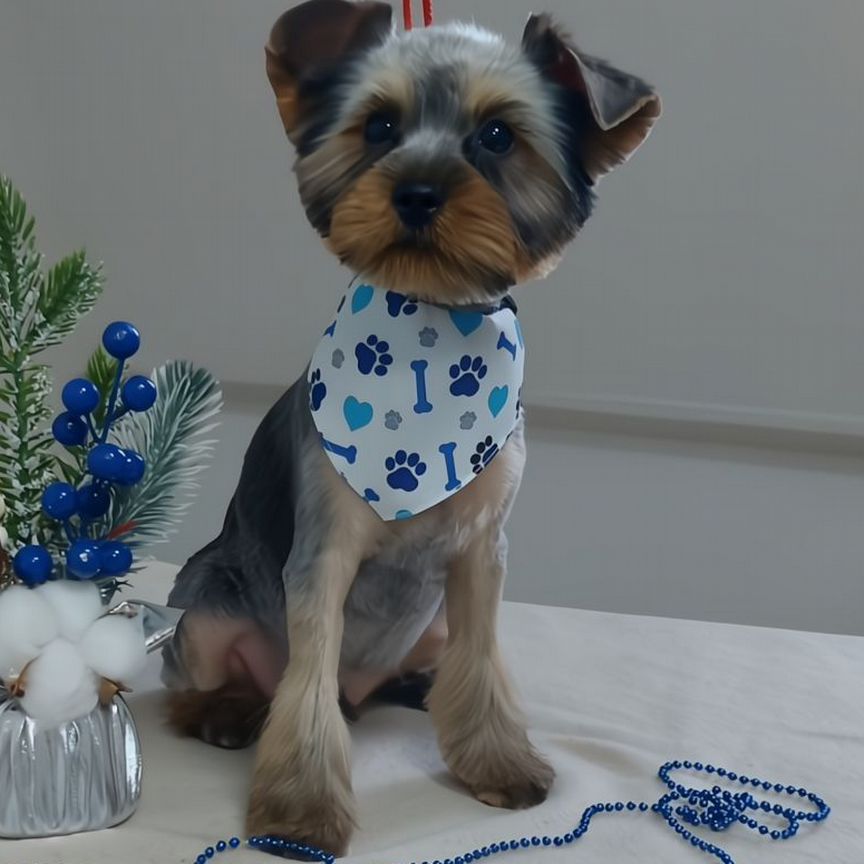 Йоркширский терьер, щенок