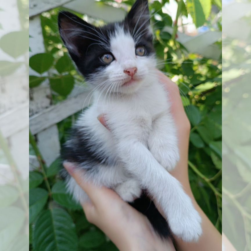 Кошечка 2 месяца
