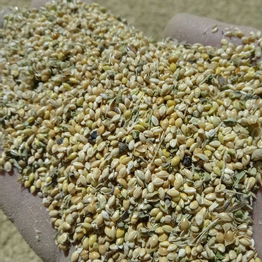 Отход просо