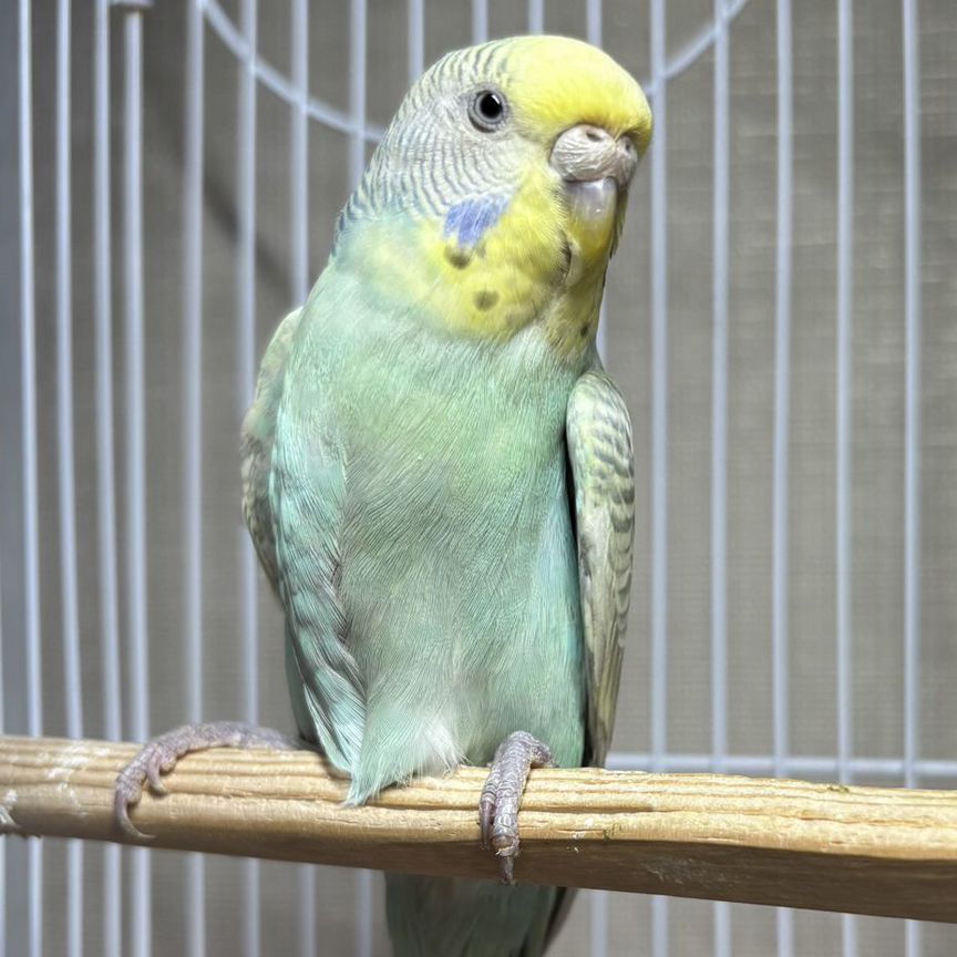 Волнистый попугай. Самка