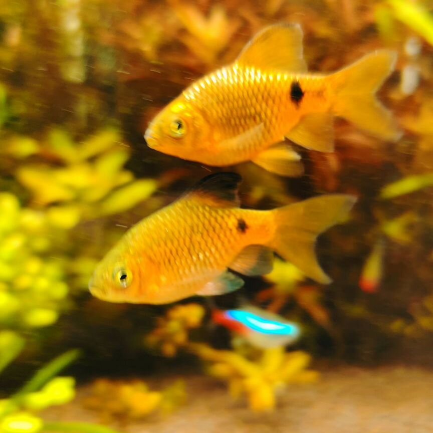 Аквариумные рыбки