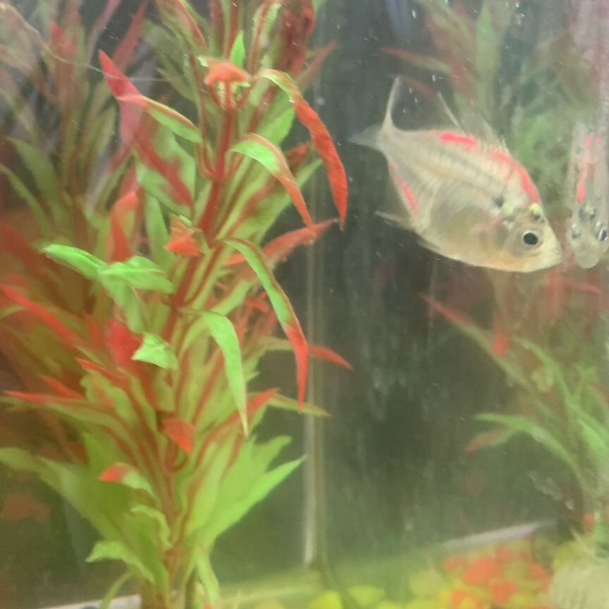 Окунь хищник