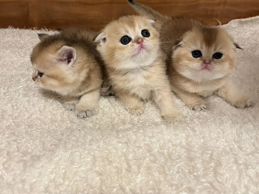 Очаровательные шотландцы