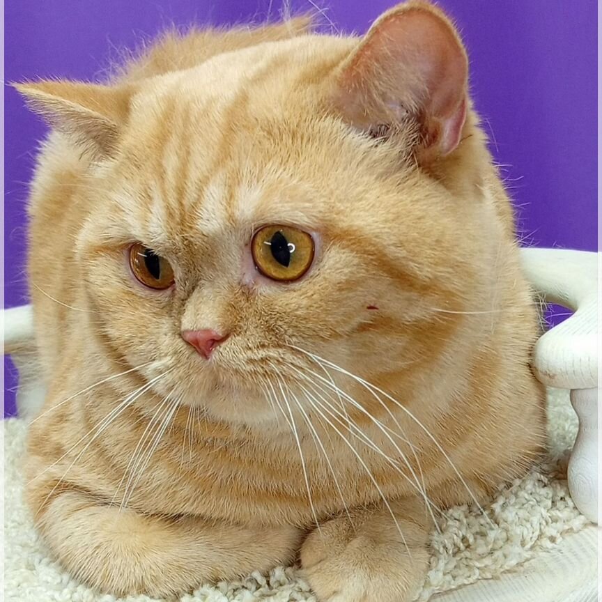 Шотландский прямоухий короткошёрстный кот, взрослый