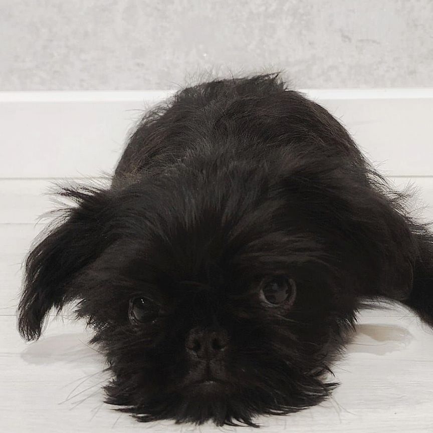 Щенок гриффона