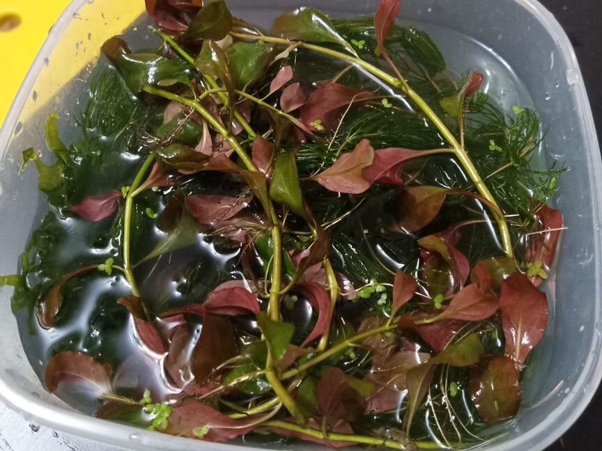 Отдам бесплатно растения