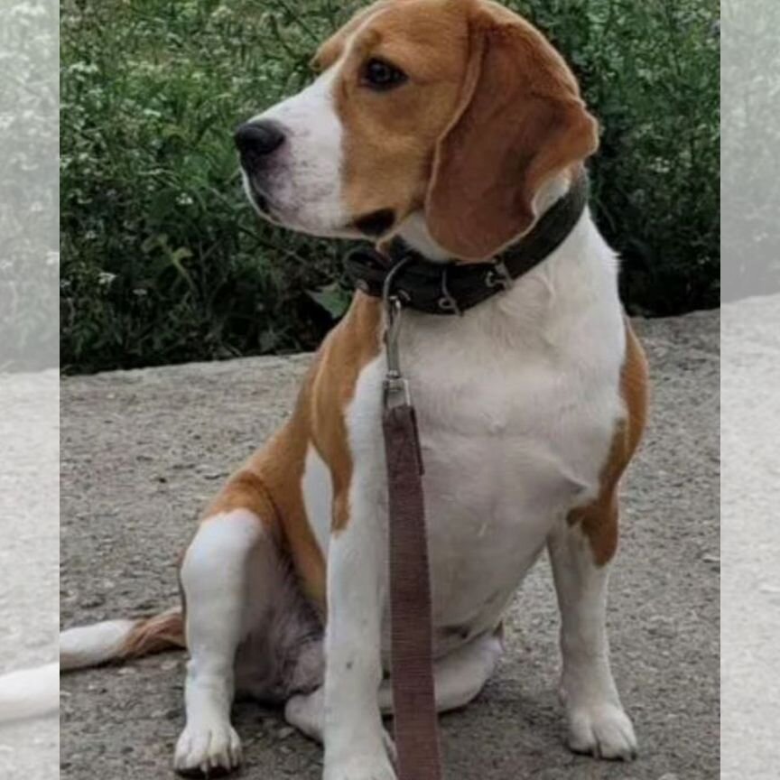 Бигль, взрослая собака