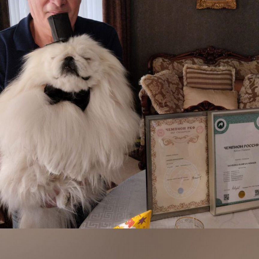 Вязка пекинес