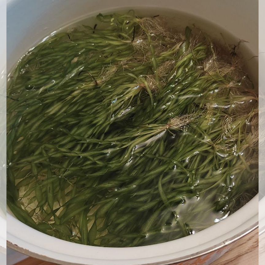 Валиснерия спиральная