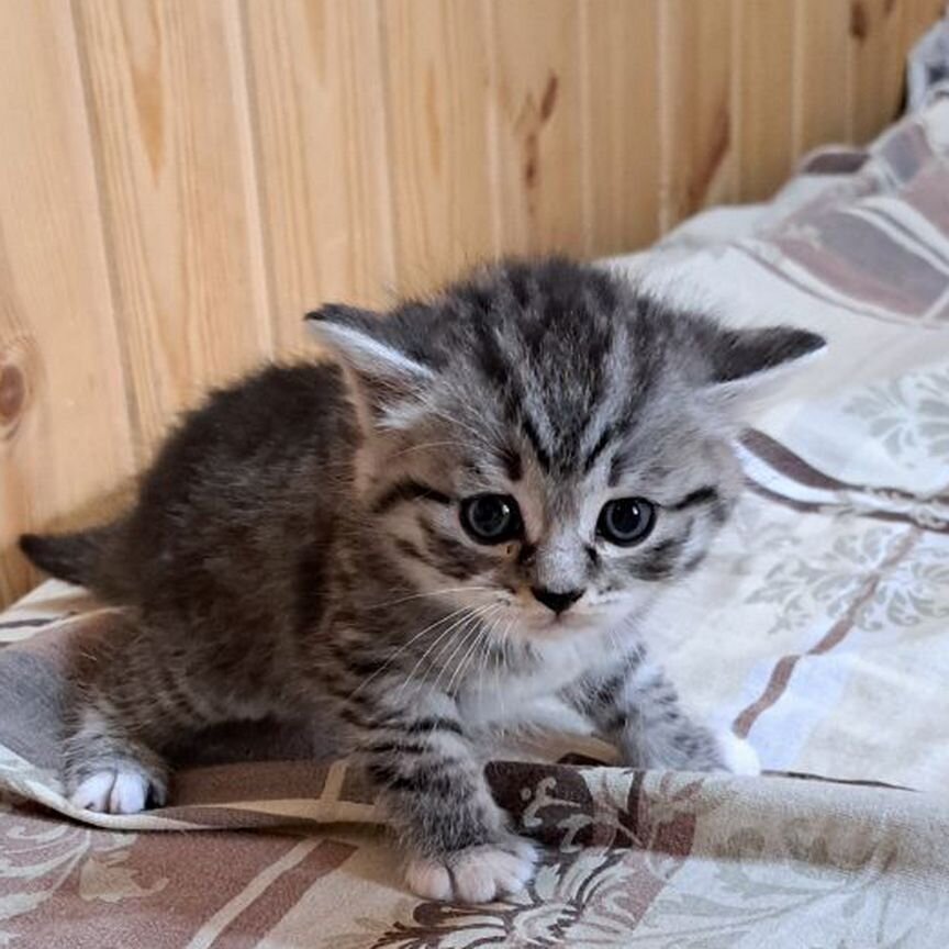 Котята маленькие в добрые руки бесплатно