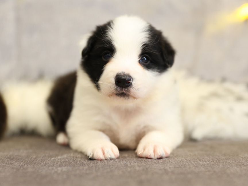 Щенки бордер колли