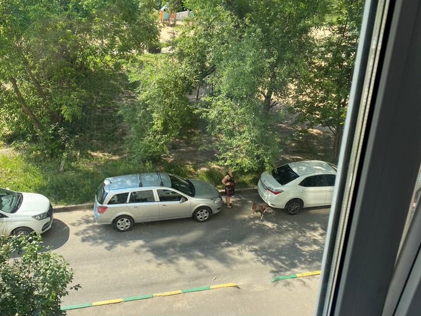 Потерялась собака