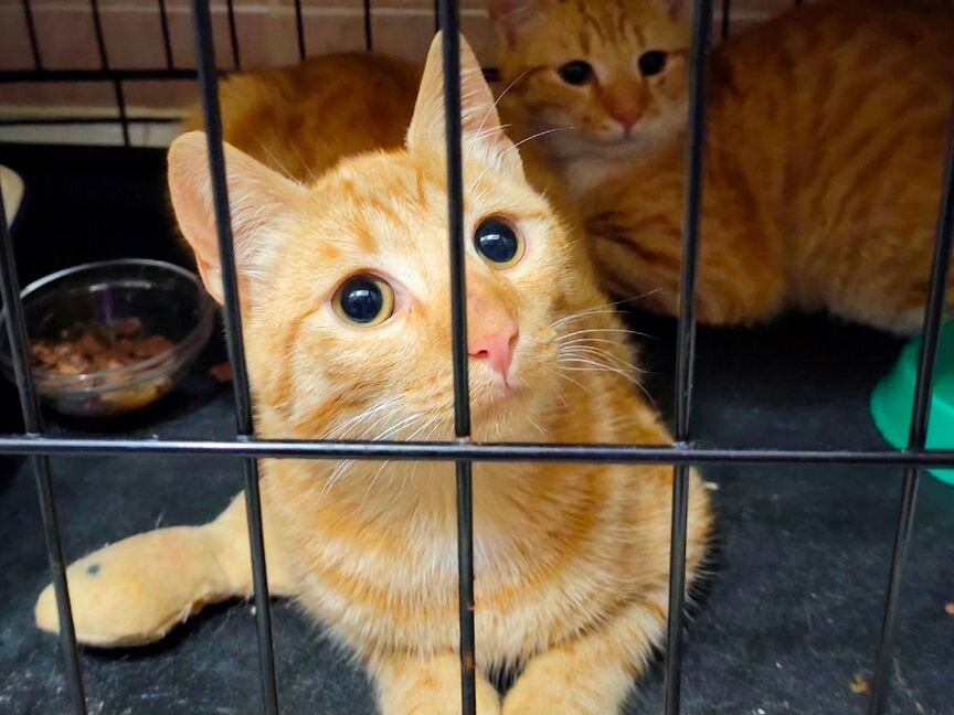Котятам из приюта нужен дом