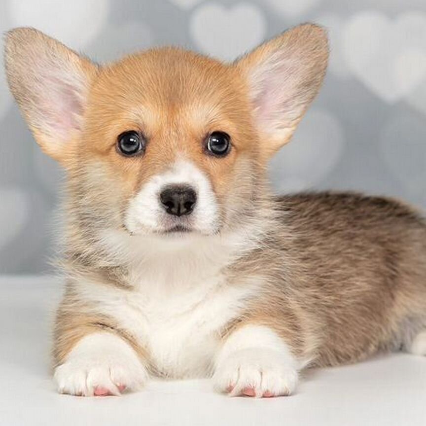 Вельш Корги Пемброк, щенок