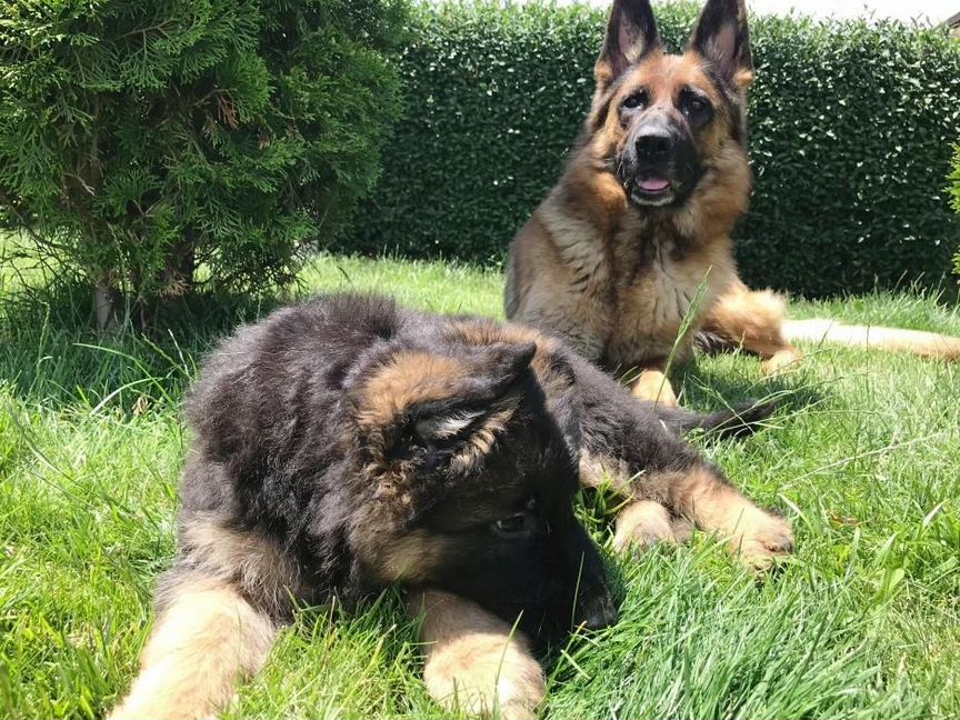 Щенки немцы с метрикой РКФ и отличной родословной