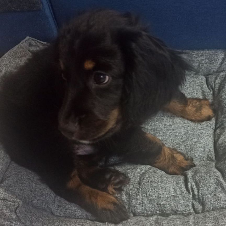 Кокер спаниель, щенок