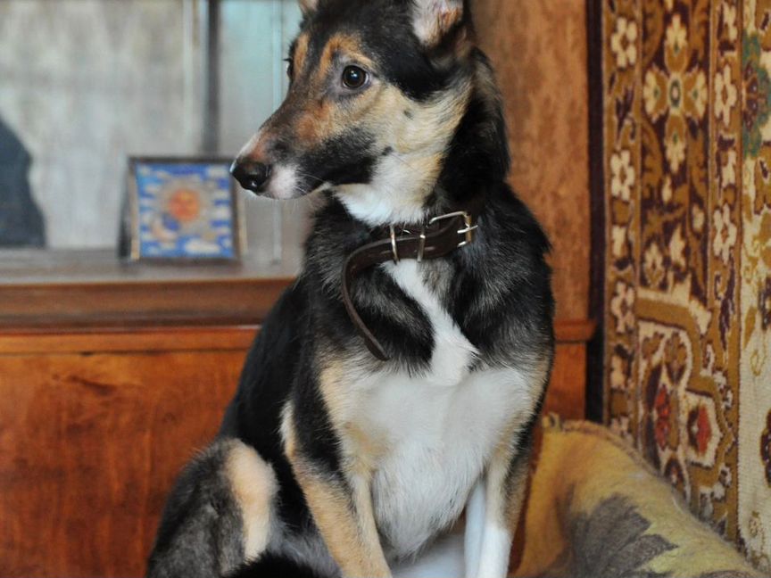 Собака в добрые руки