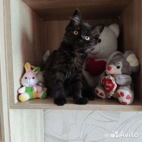 Котёнок
