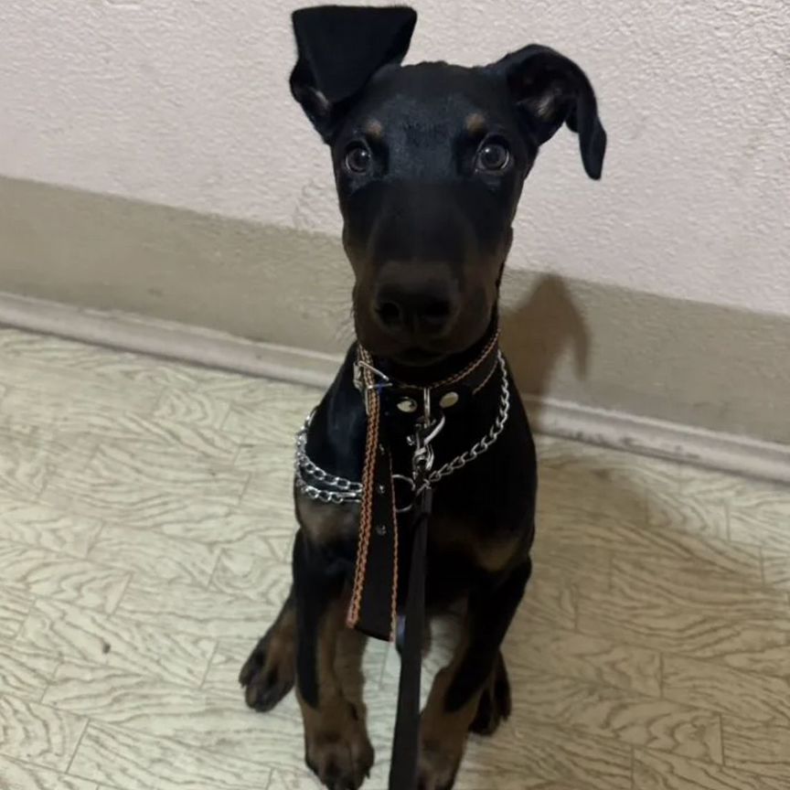 Доберман, щенок