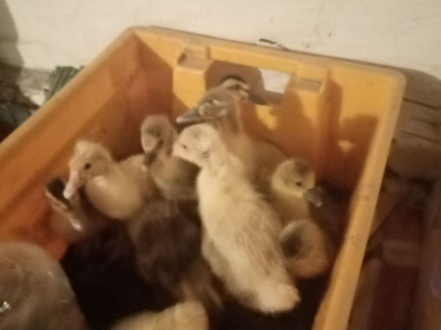 Утята гусята