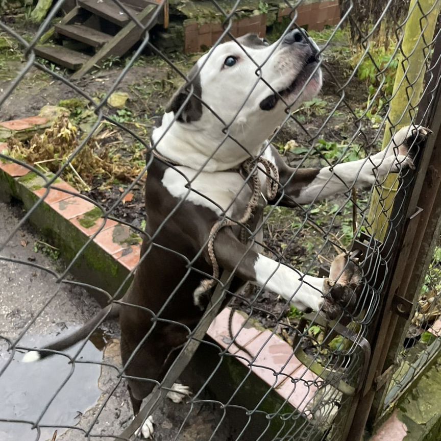 Американский питбультерьер, взрослая собака