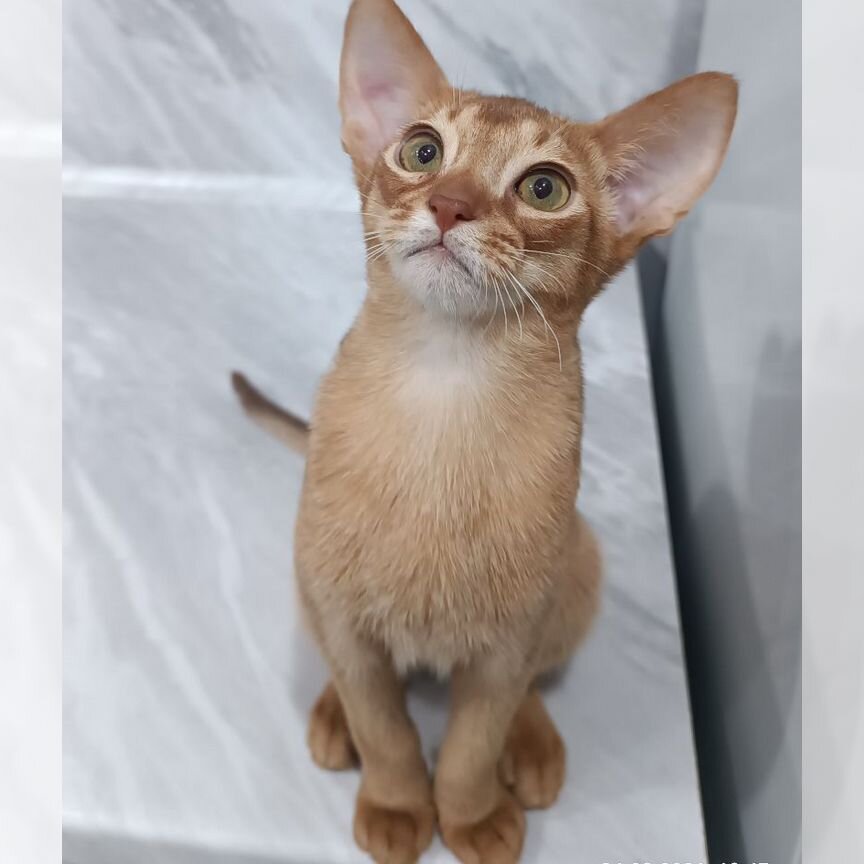 Абиссинский котёнок