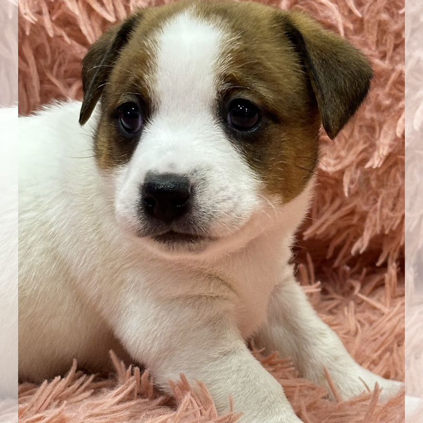 Джек-рассел-терьер, щенок