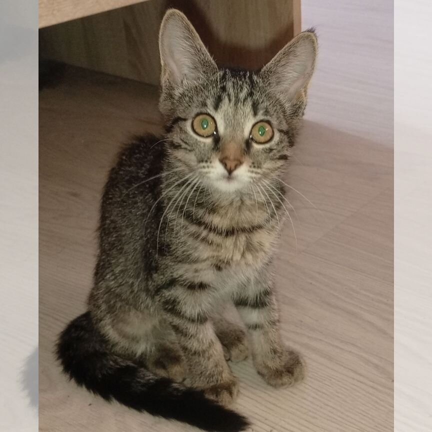Котёнок (девочка)