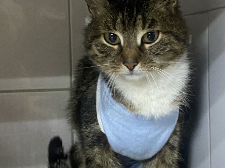 Кошка 1,5 года