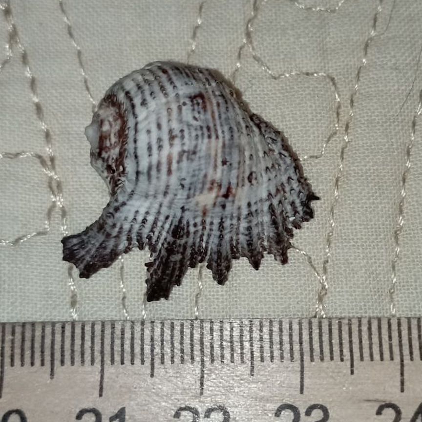 Морская ракушка Drupa