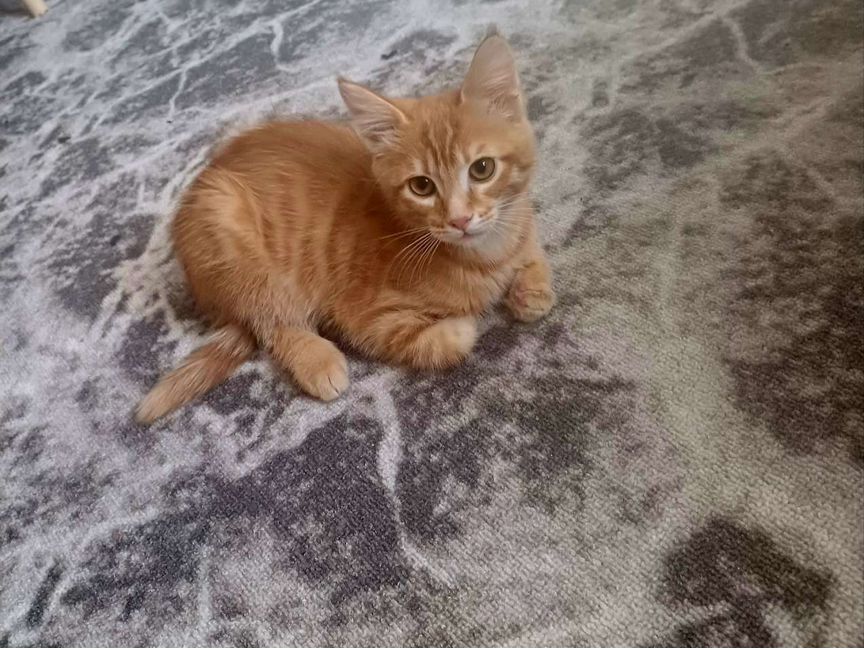 Кошка майкун