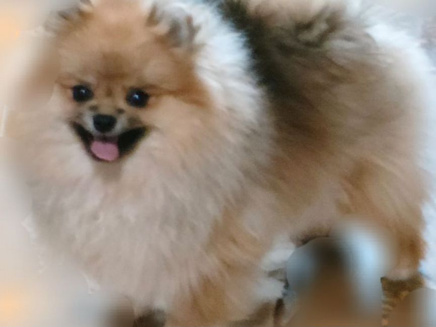 Померанский шпиц медвежьего типа